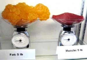 Izom kontra zsír – Negyedik paleo hét | Anyawellness